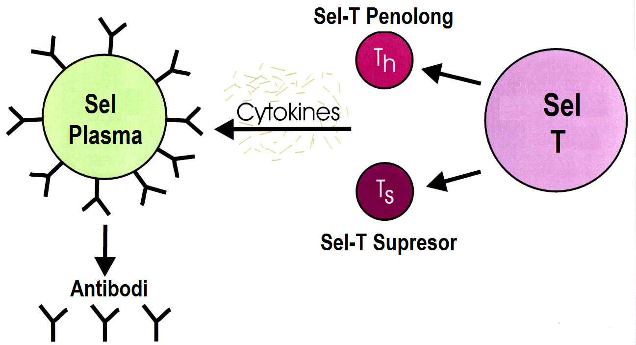 Catatan prestasi Guru Biologi: SEL LIMFOSIT B DAN SEL LIMFOSIT T
