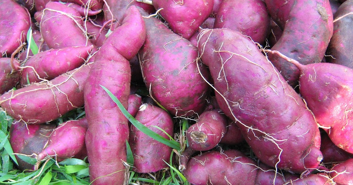 Terramanhada: Como cultivar batata doce