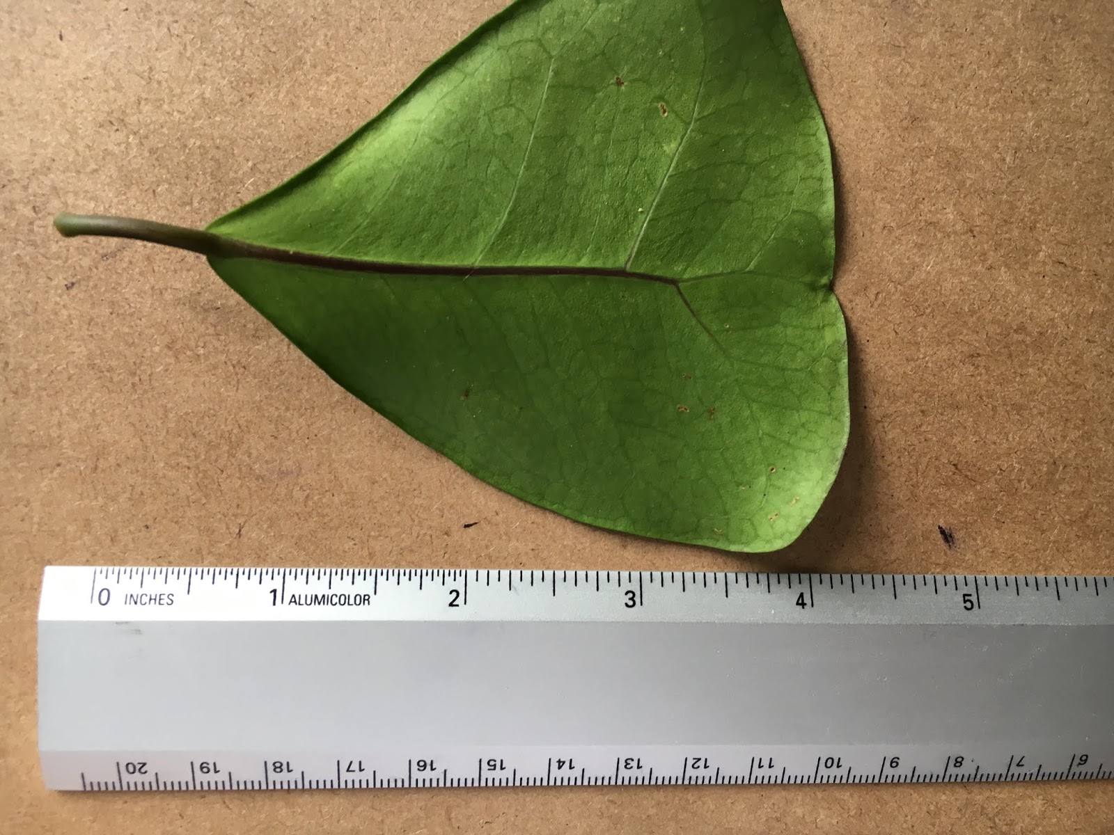 Ficus triangularis (Triangle Fig)
