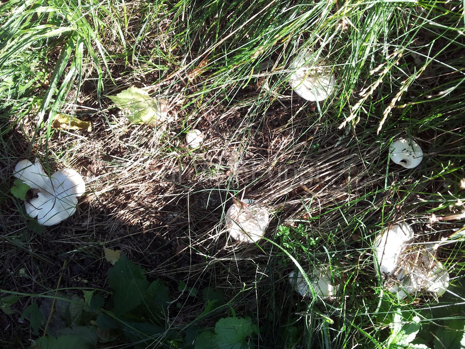 Leucopaxillus giganteus. Giant Funnel Cap. | Fun with fungi