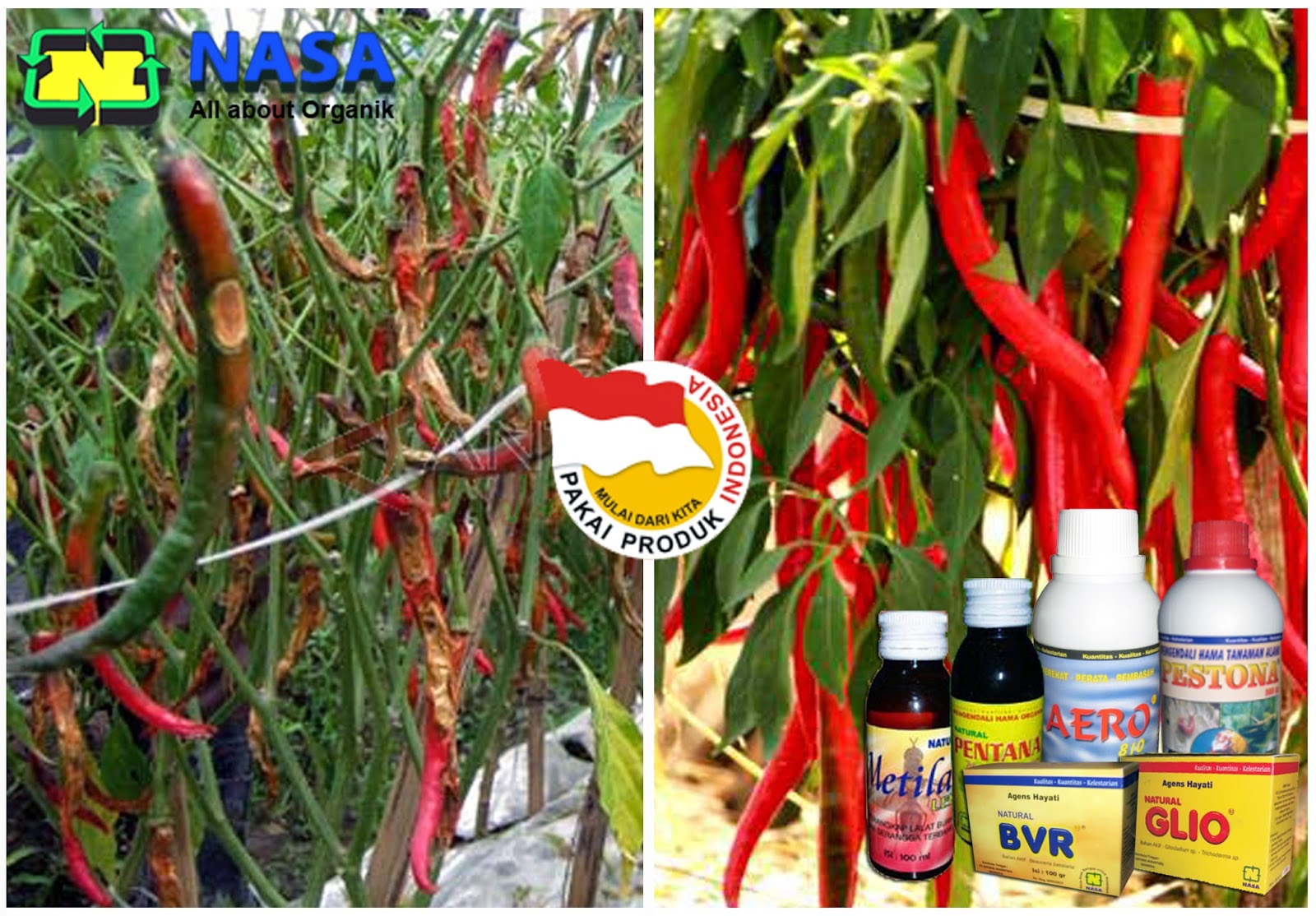 MENGATASI HAMA TANAMAN CABE DENGAN TEKNOLOGI NASA ~ Pupuk Organik PT ...