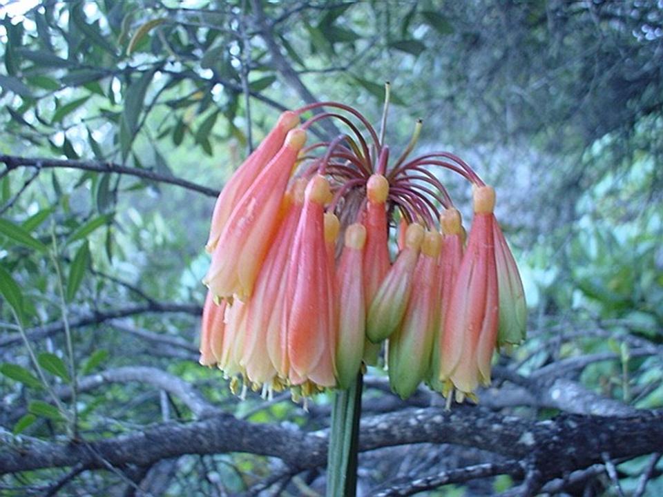 Sharing flower bulb information: Clivia mirabilis - a photographic ...