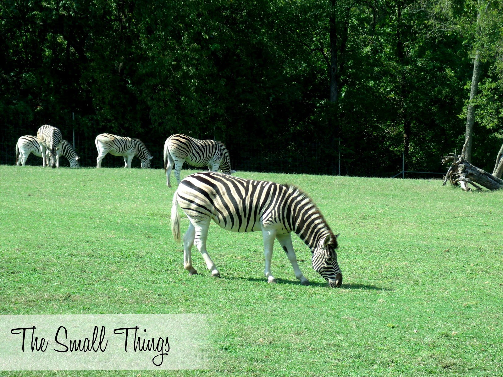 Nashville Zoo at Grassmere: Historical Home and Zoo Review