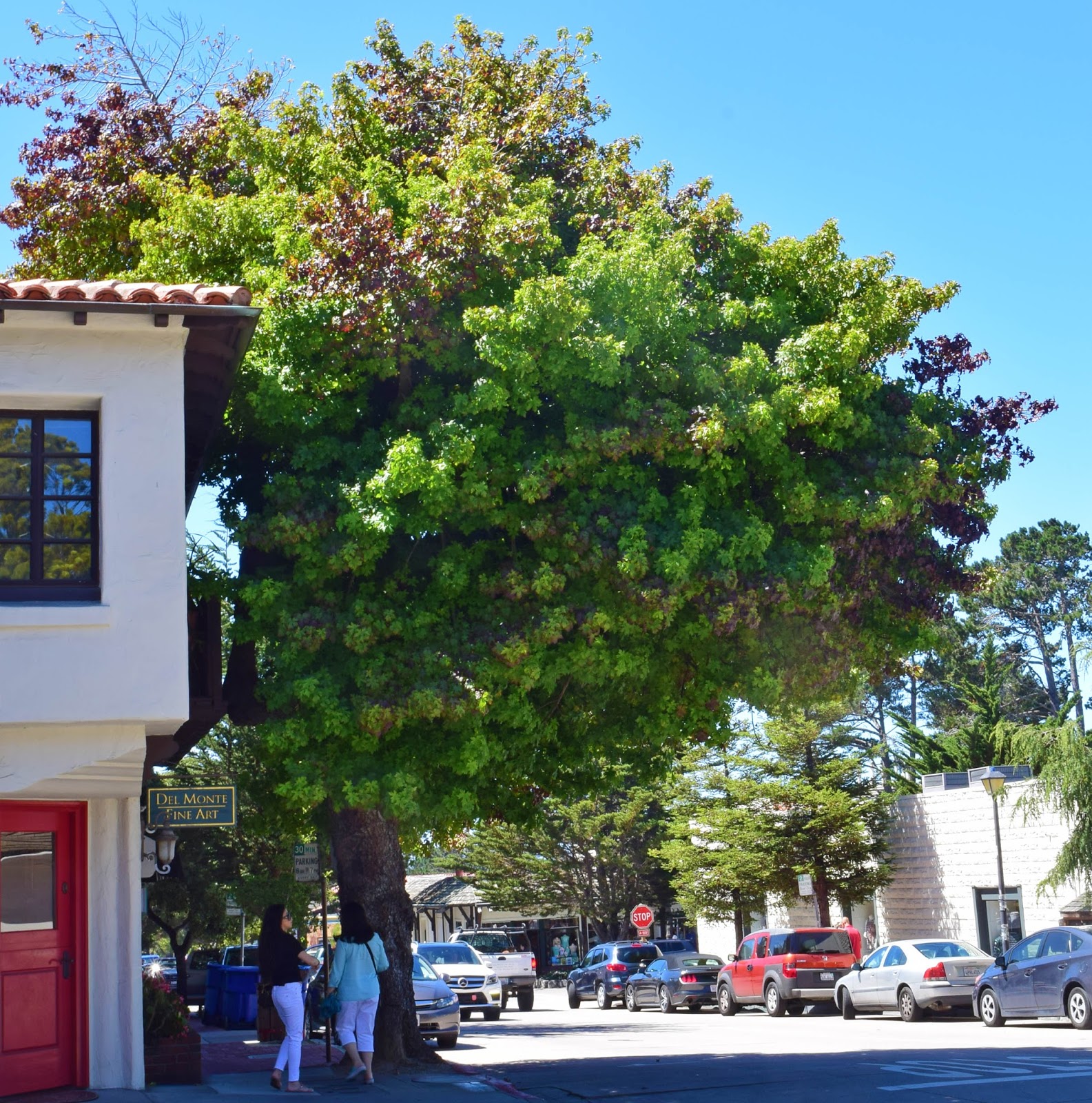 Friends of Carmel Forest Tree Tour with Dr. Matt Ritter 2016 - Carmel ...