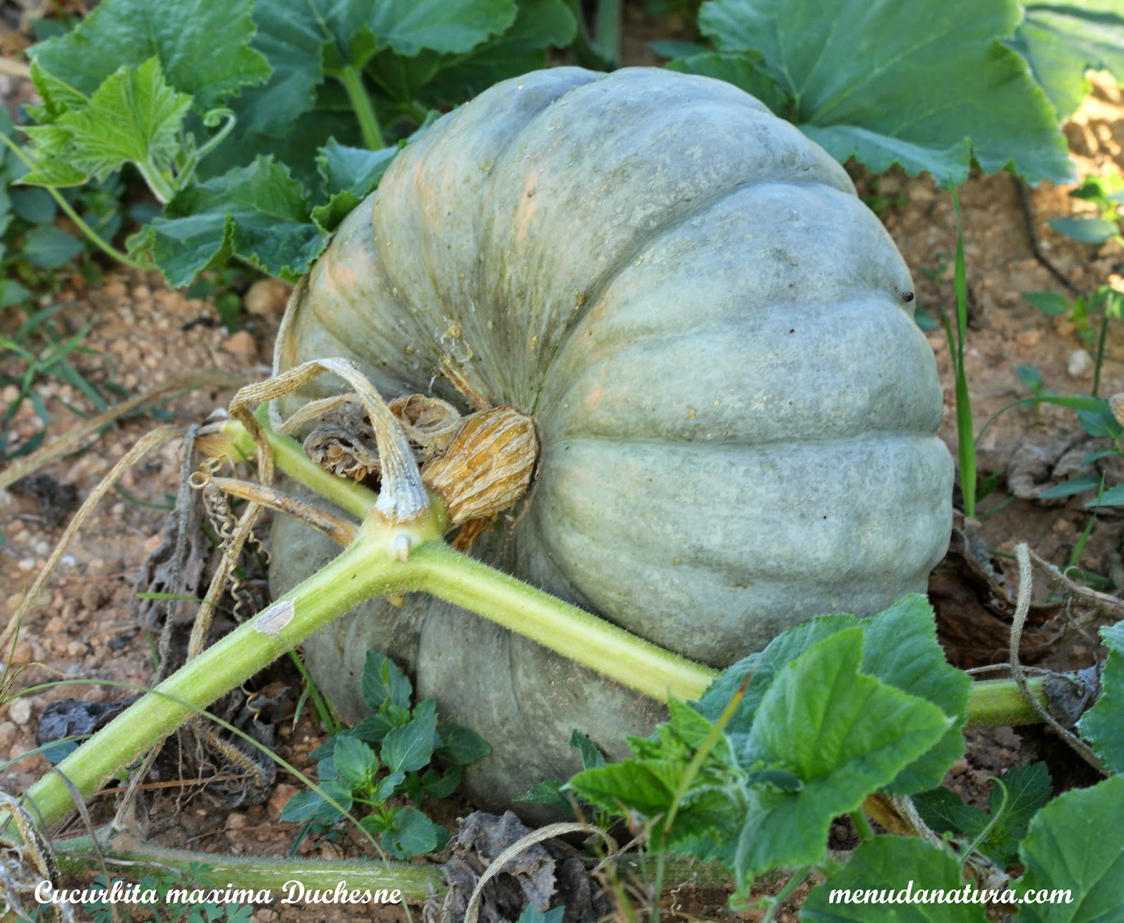 Menuda Natura: Cucurbita maxima Duchesne