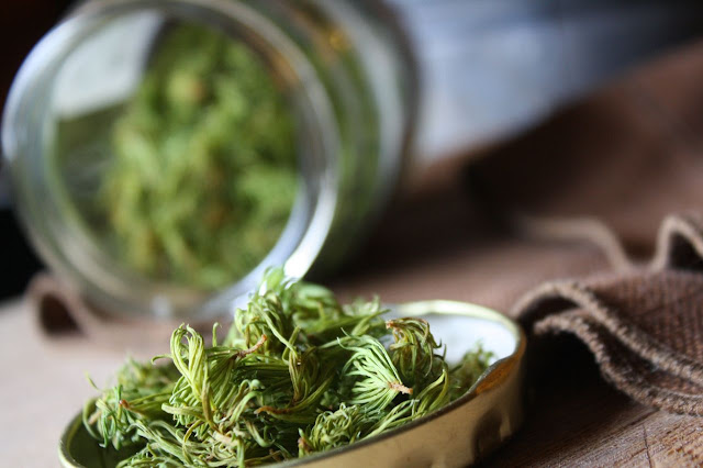 Run Hard Eat Clean: DIY Mondays~ Spruce Tip Tea