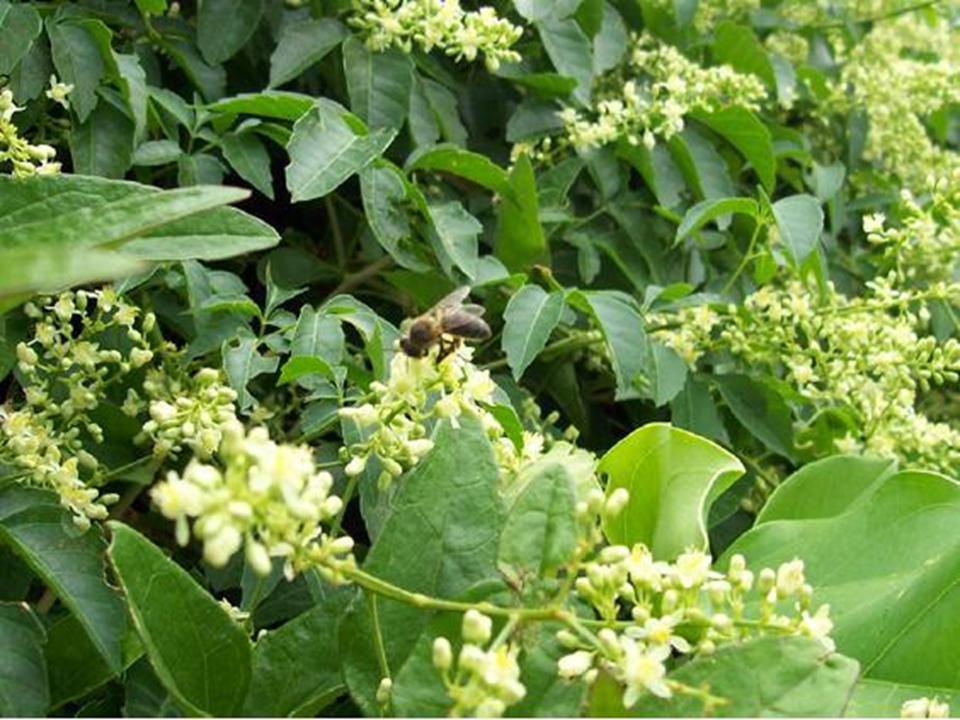 Beatriz Achával: Uruguay: Una planta trepadora indígena con gran ...