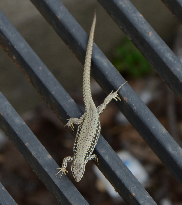 Ohio Birds and Biodiversity: Wall lizard