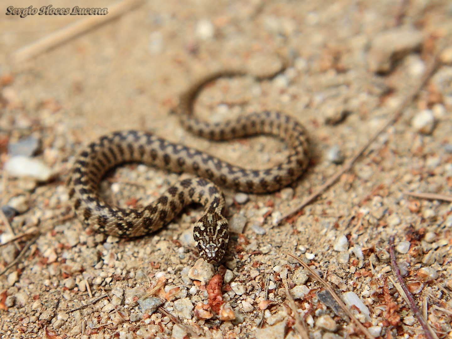 Viajes, Salidas, Naturaleza, (Fotografía).: Culebra Viperina (Natrix ...
