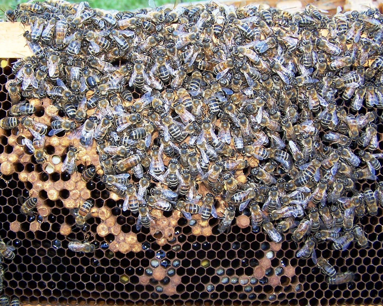 The Peace Bee Farmer: Parasitic Mite Syndrome