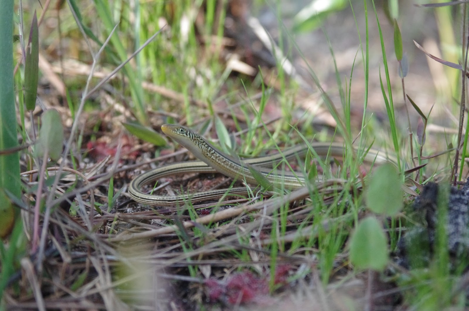 onward, westward: Mimic Glass Lizard and other highlights