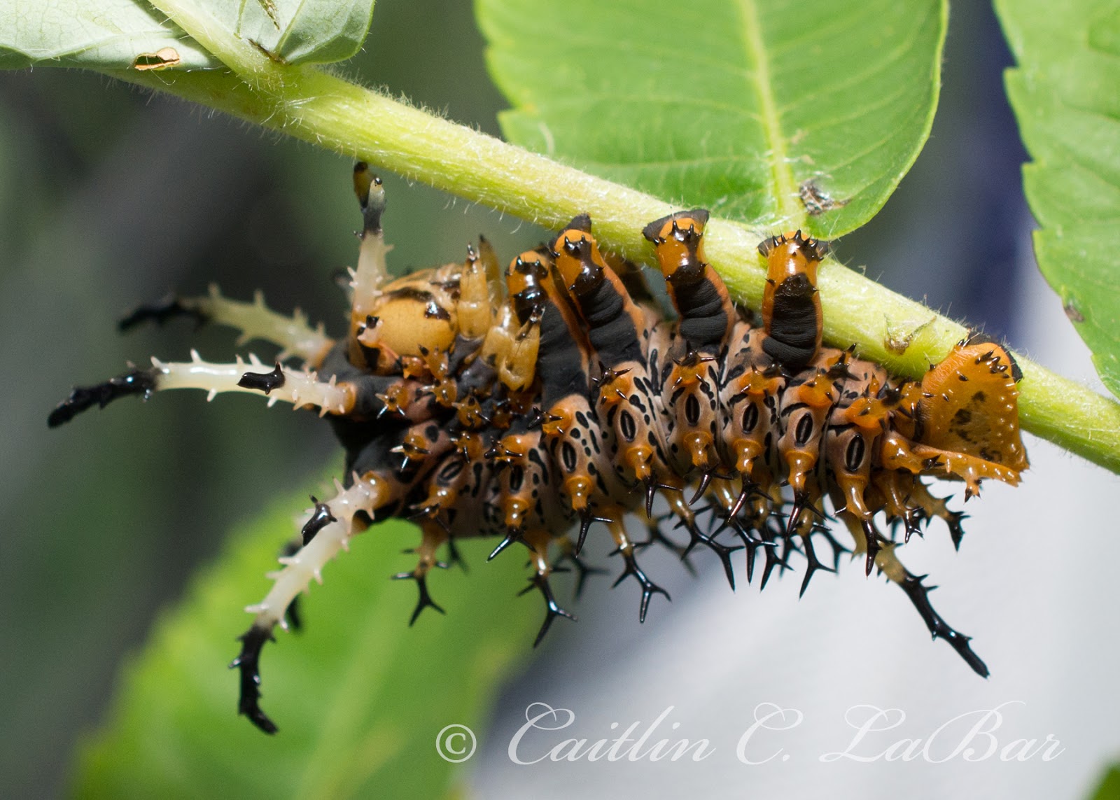 Northwest Butterflies: Citheronia splendens...Splendid Royal Moth