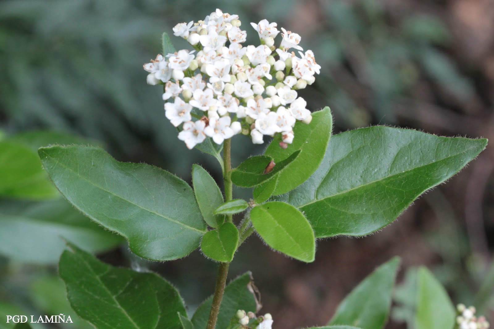 VIBURNUM TINUS. barbadija o durillo.