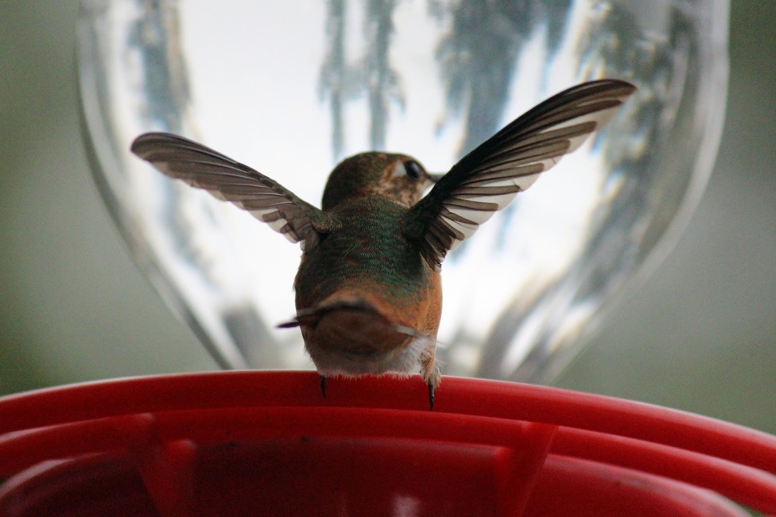 living from glory to glory: Amazing Strength And Beauty Of The ...