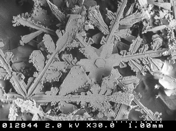 The Agatelady: Adventures and Events: Microscopic Images of Snow