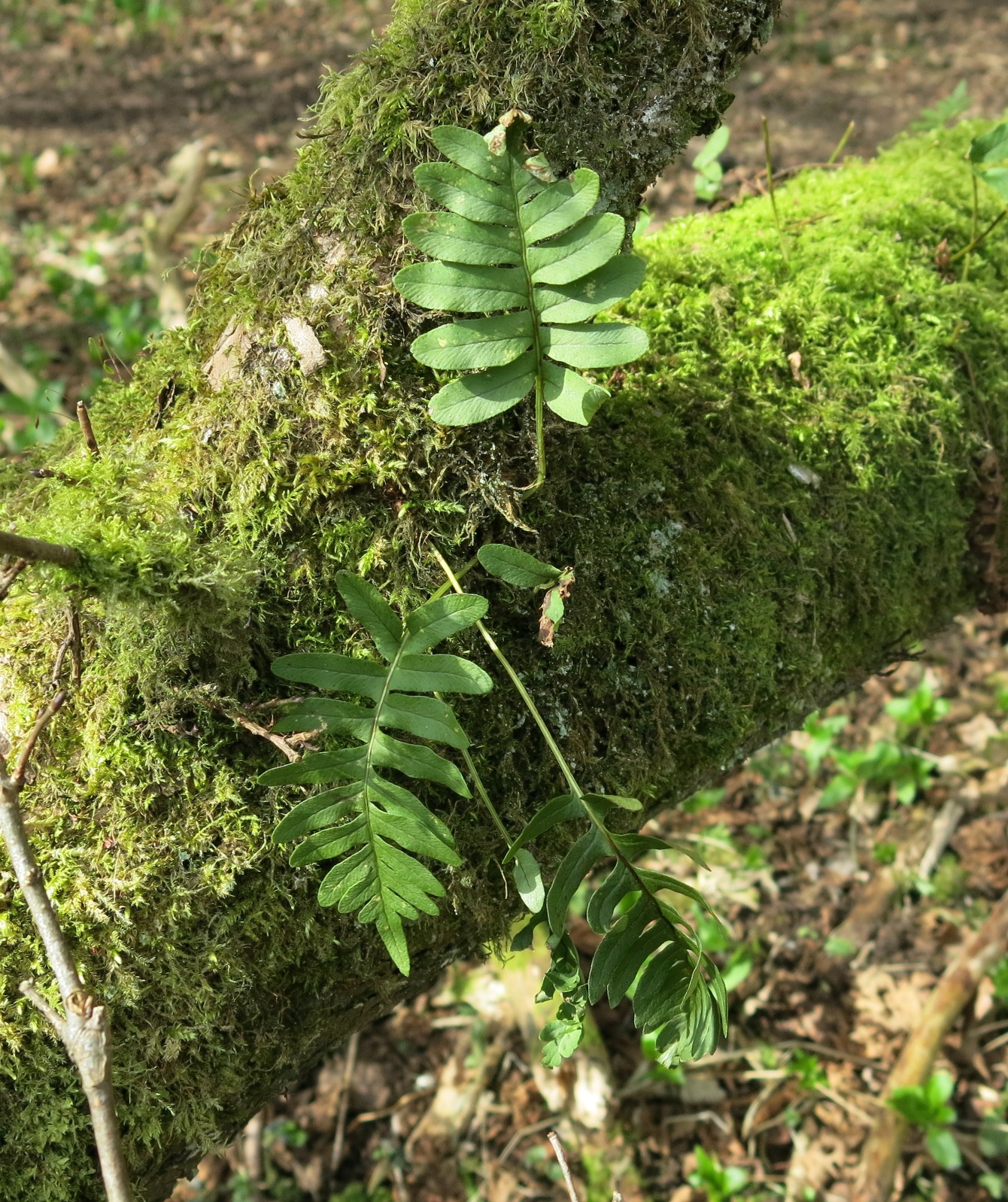 Walks among Flowers: Oxfordshire: Evenlode Valley