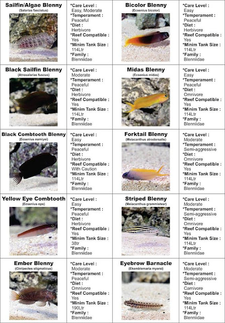 hardy boy: Coral Reef Fish Names