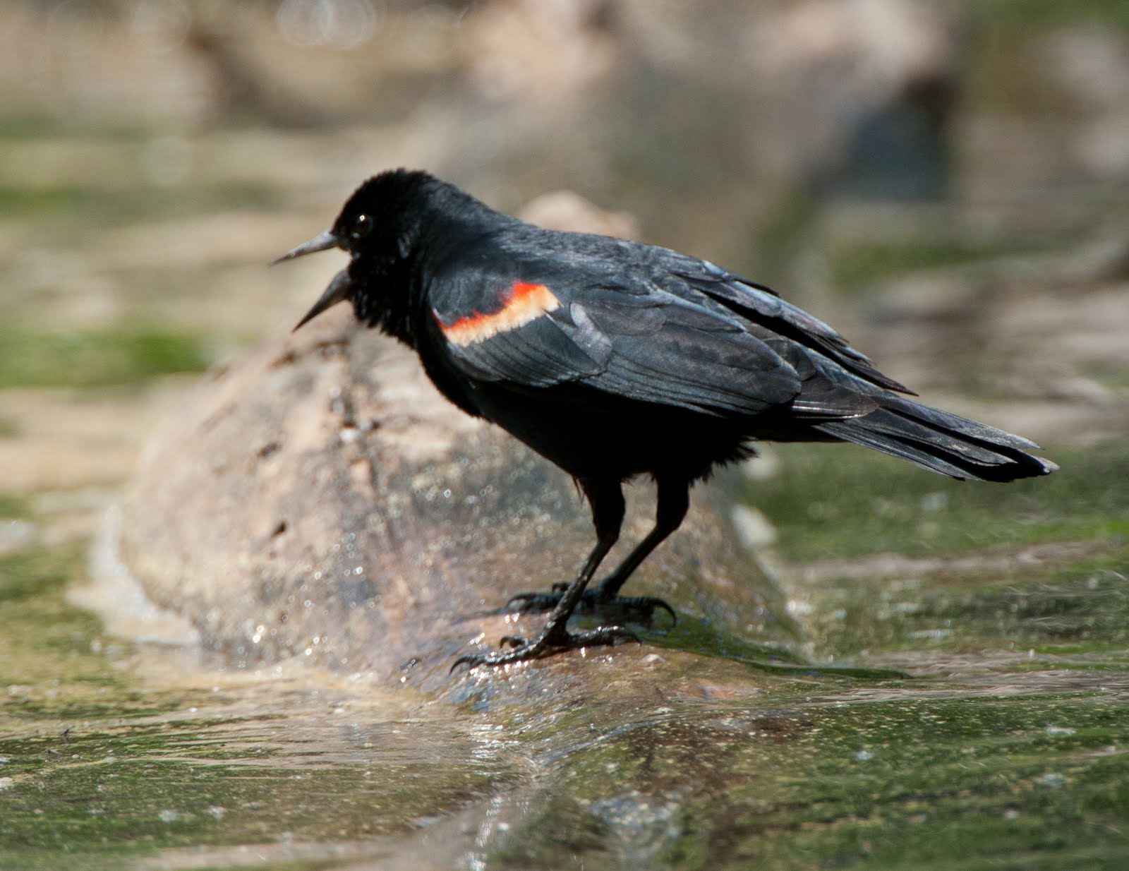 Birds of Different Feathers: Birds of Eastern Washington