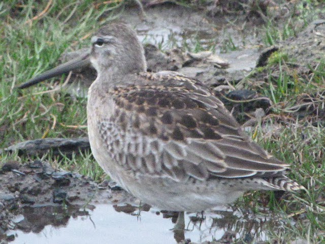 Valley Naturalist: And through the gloom of a Fochriw morning, it emerged.