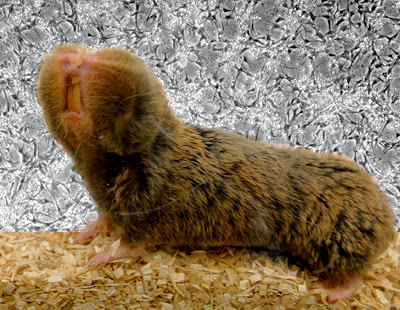 Rata topo de Ehrenberg (Spalax ehrenbergi o nannospalax ehrenbergi)