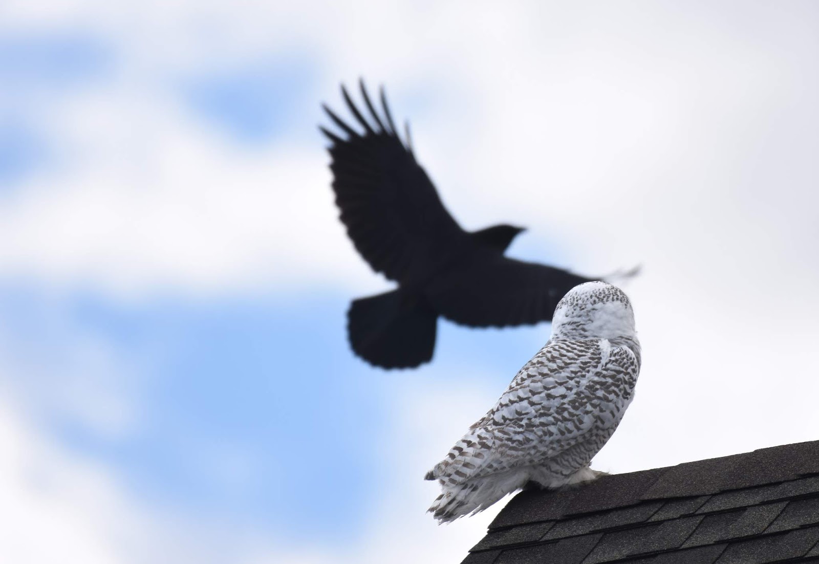Notes from Halibut Point: Crow Combat