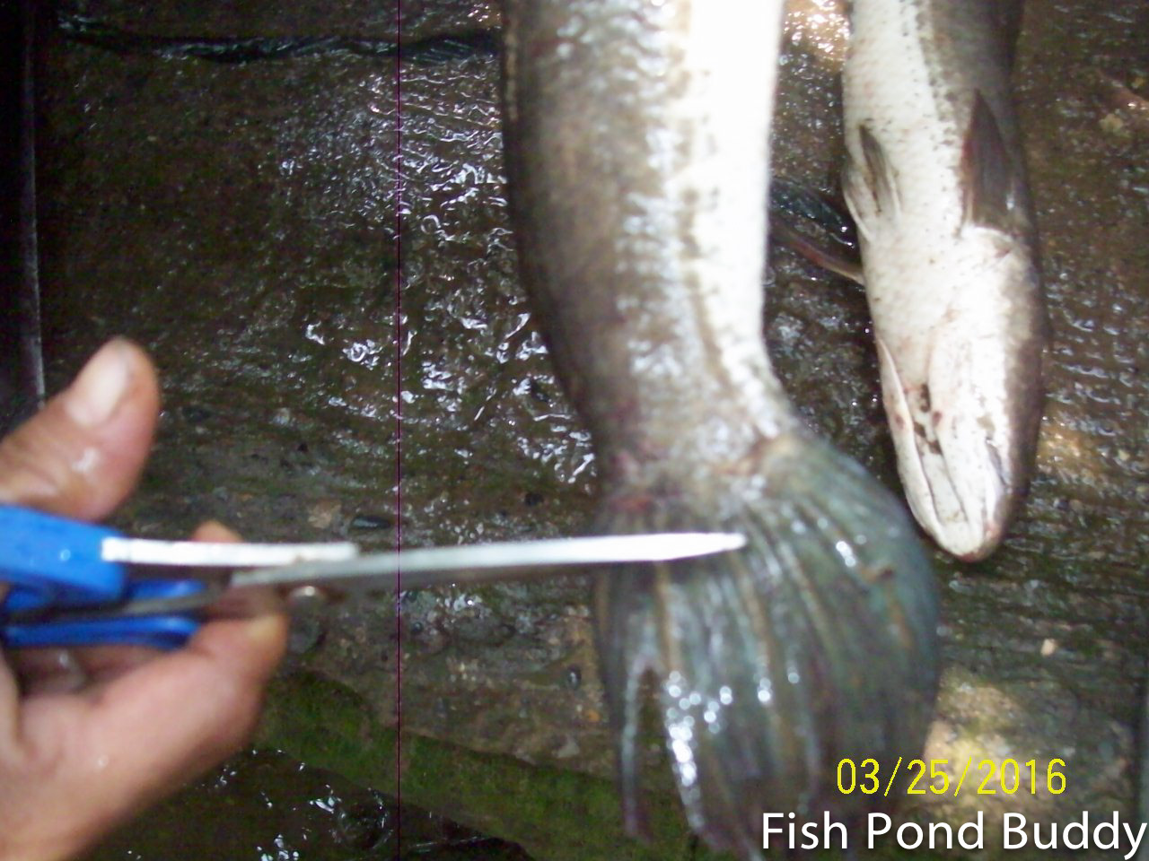 Fish Pond Buddy: How to Clean Mudfish ("Dalag")