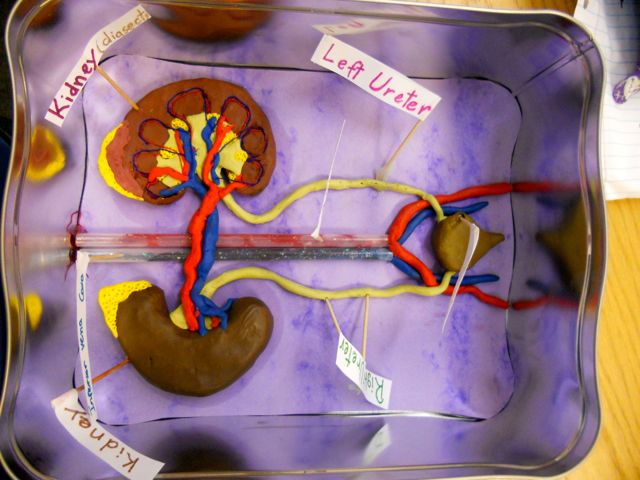 WAE School of the Medical Arts: 5th Grade Organ Projects