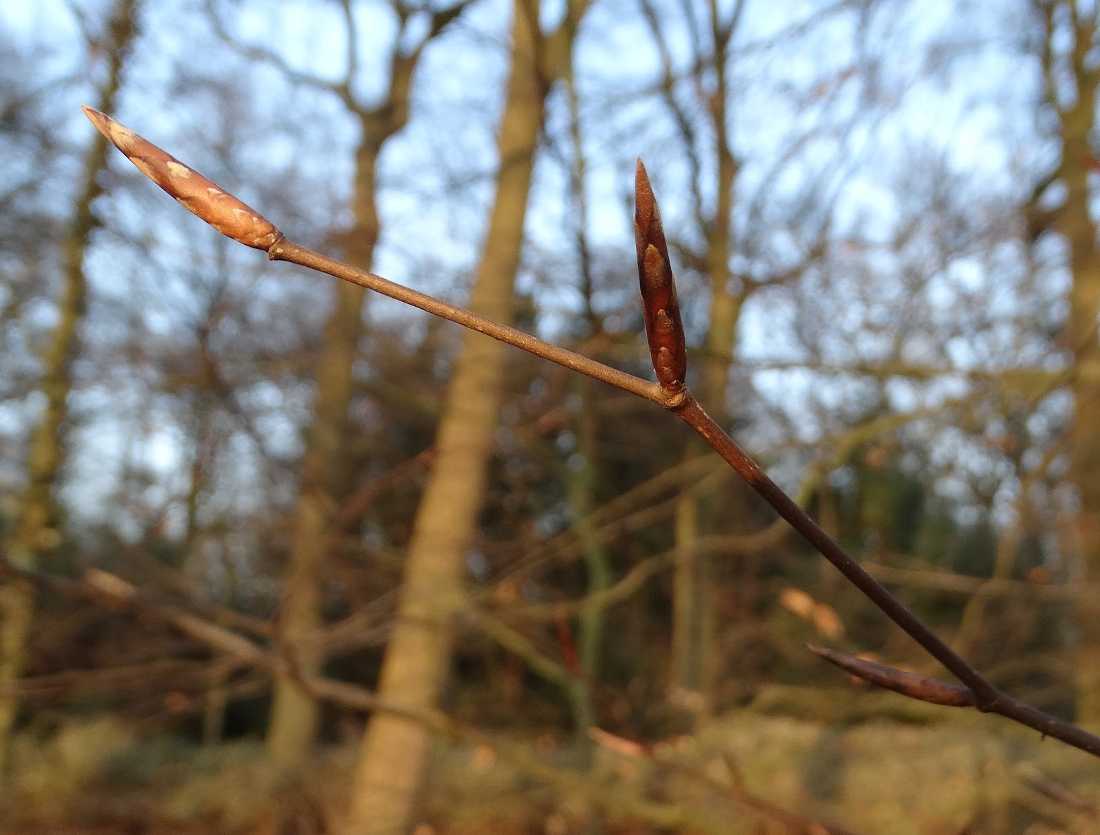 oog voor de natuur: Knoppen van beuk (Fagus sylvatica).