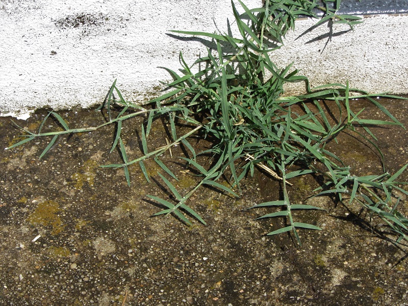 Bucólico Anónimo : Aprender a Distinguir: Escalracho de Relva Santo ...