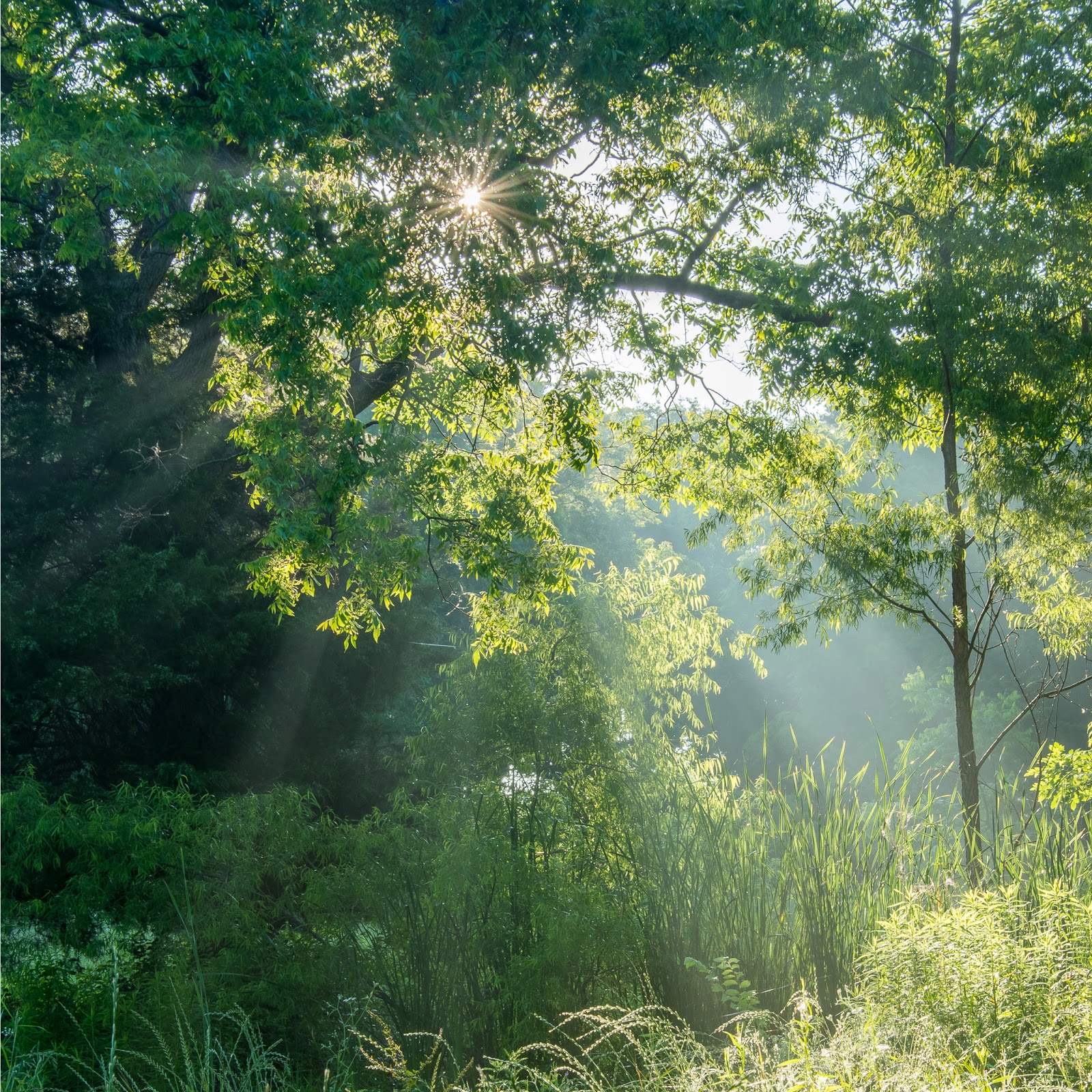 A Tree Falling: Pemberton Big Spring