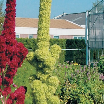 Perennial Passion: Seed Order