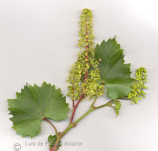 Las Plantas: Familia Vitaceae