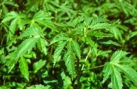 Kapuk Randu: Komoditas Serat