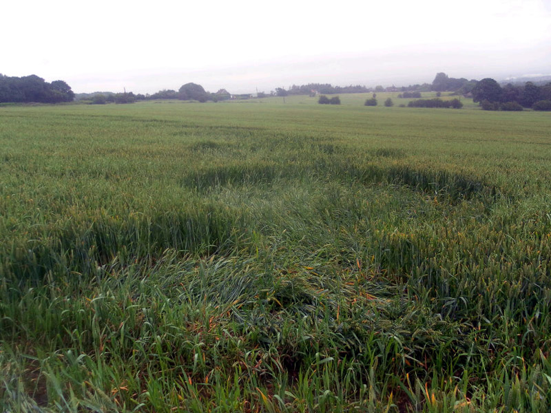 Últimos Crop Circles Reportados