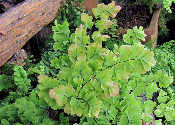 PatraBooks: Adiantum tenerum “Bicolor Complex”