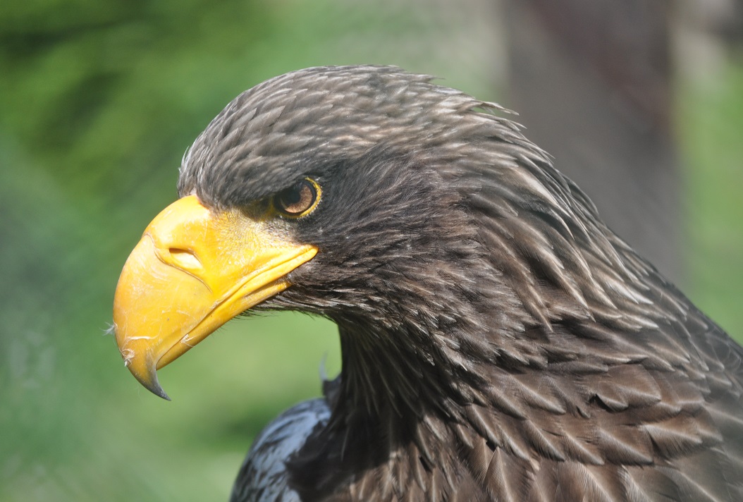 ZOOTOGRAFIANDO (MI COLECCIÓN DE FOTOS DE ANIMALES): PIGARGO GIGANTE DE ...