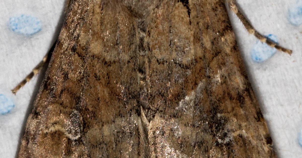 Butterflies, Dragonflies, Moths & other Insects: Rustic Shoulder-knot