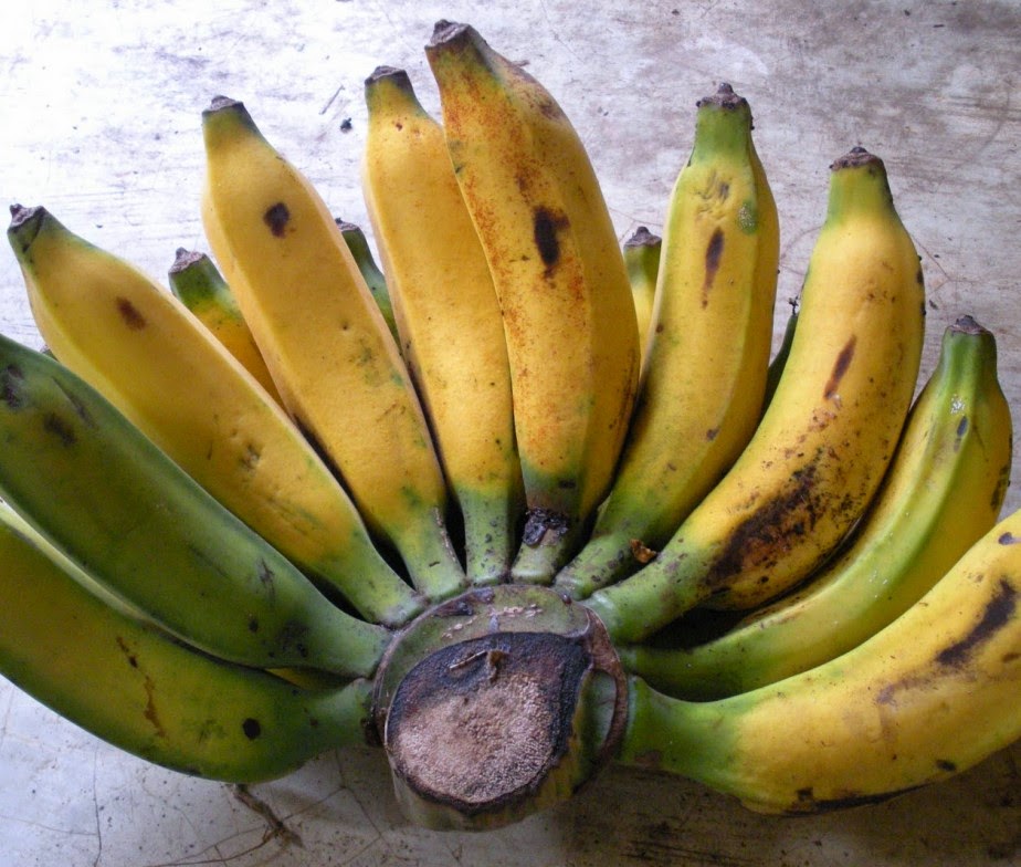 Raja Pisang. Tumbuhan Asli Purworejo yang Memiliki Manfaat Untuk Pencernaan