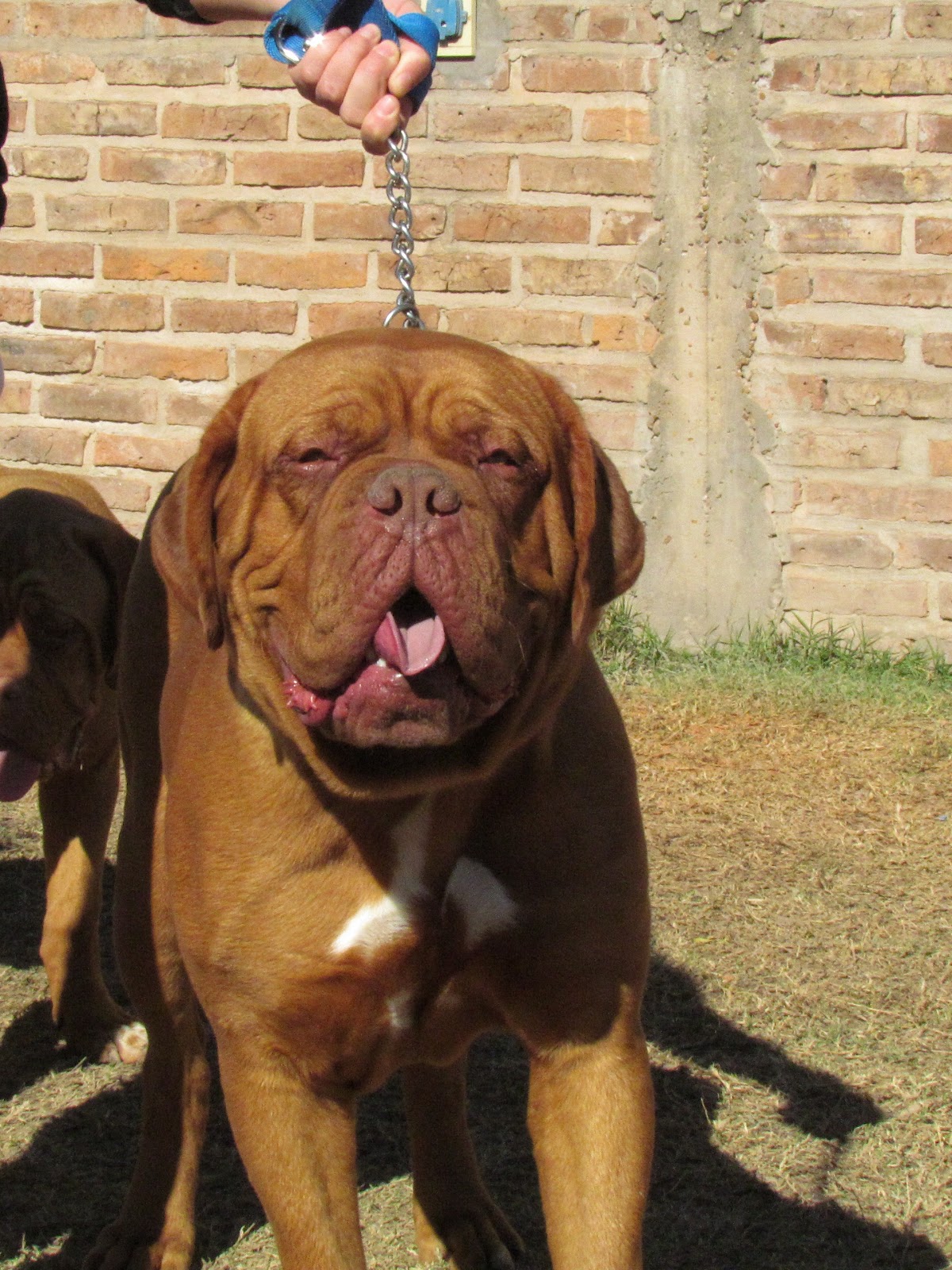 EL LEÓN CELTA - Dogo de Burdeos