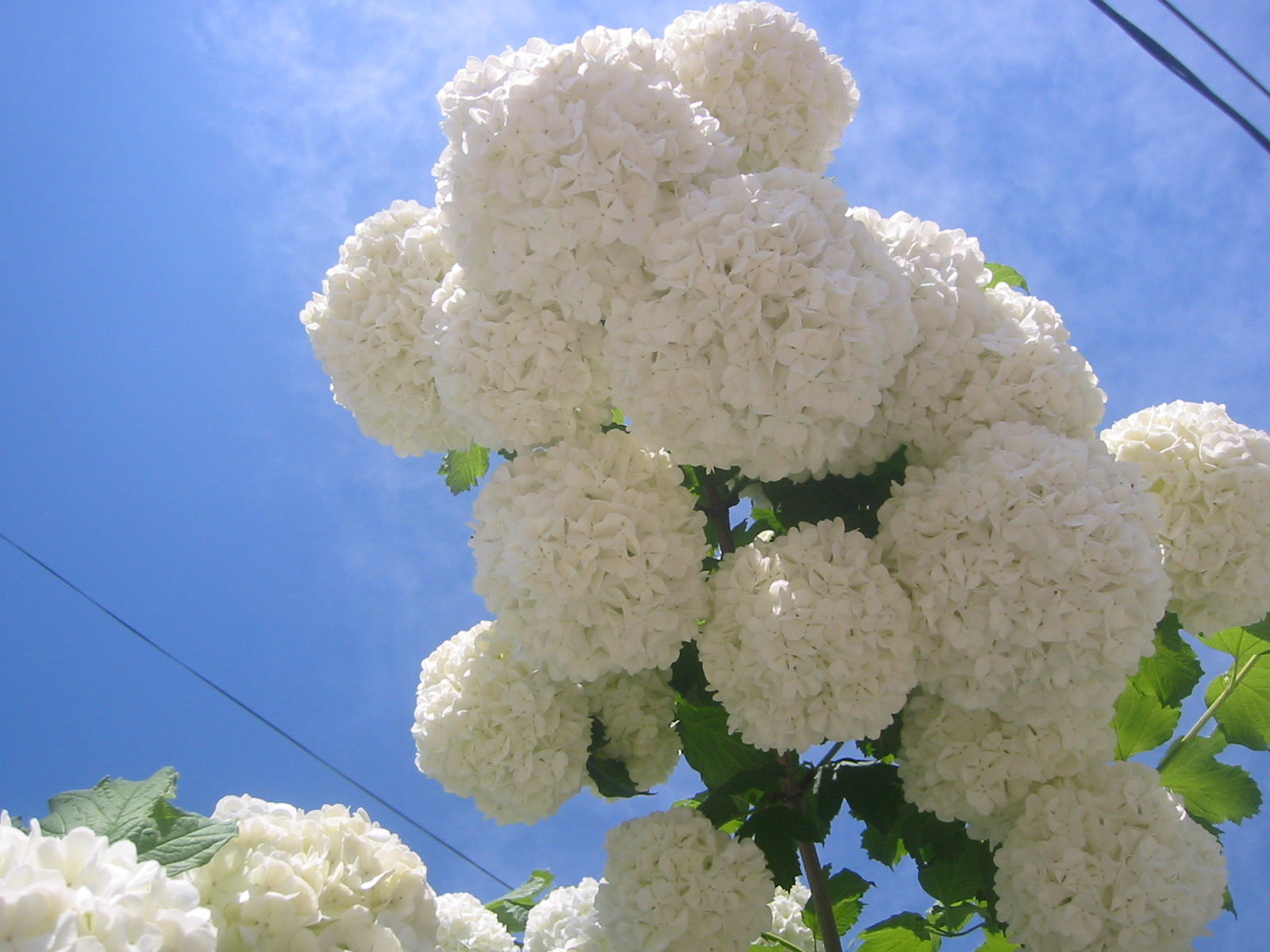 Legendele florilor: Bulgarasi