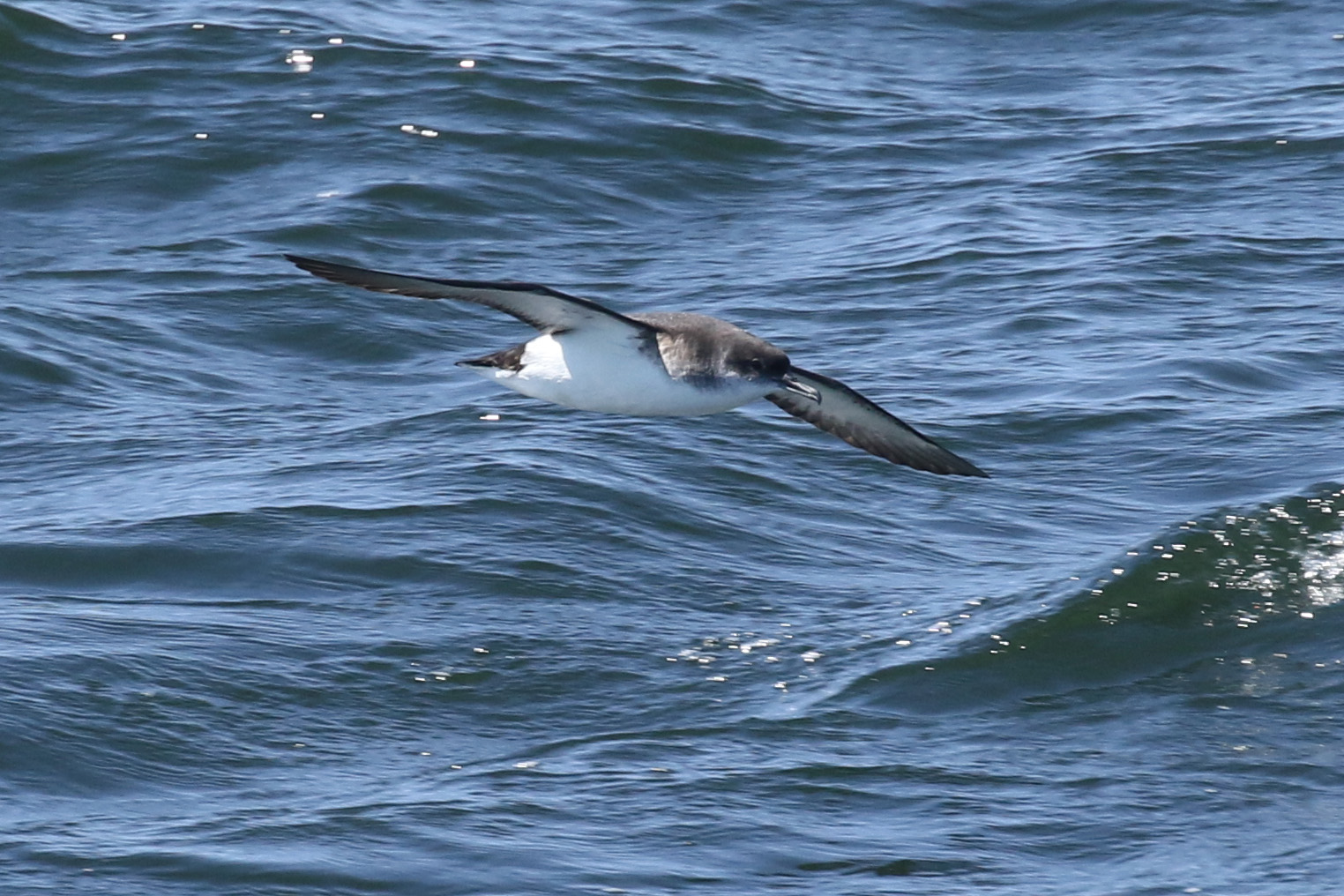 BC Rare Bird Alert: RBA: MANX SHEARWATER off Ucluelet - May 7th