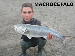 shilipoti: MACROCEFALO