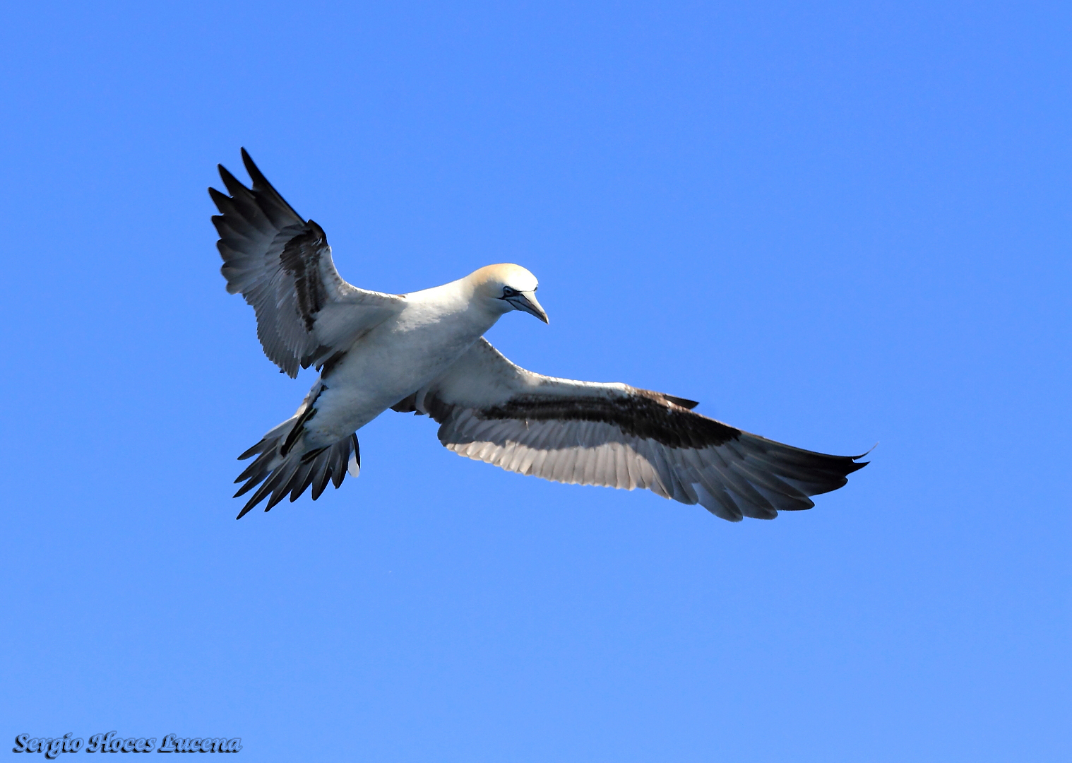 Viajes, Salidas, Naturaleza, (Fotografía).: Alcatraz Atlántico (Morus ...