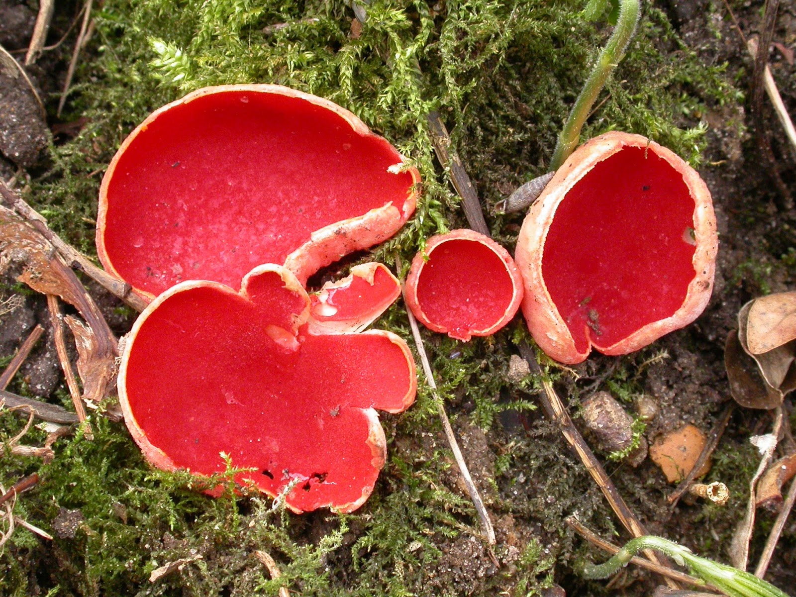 Norfolk Wildlife Trust: Fascinating fungi