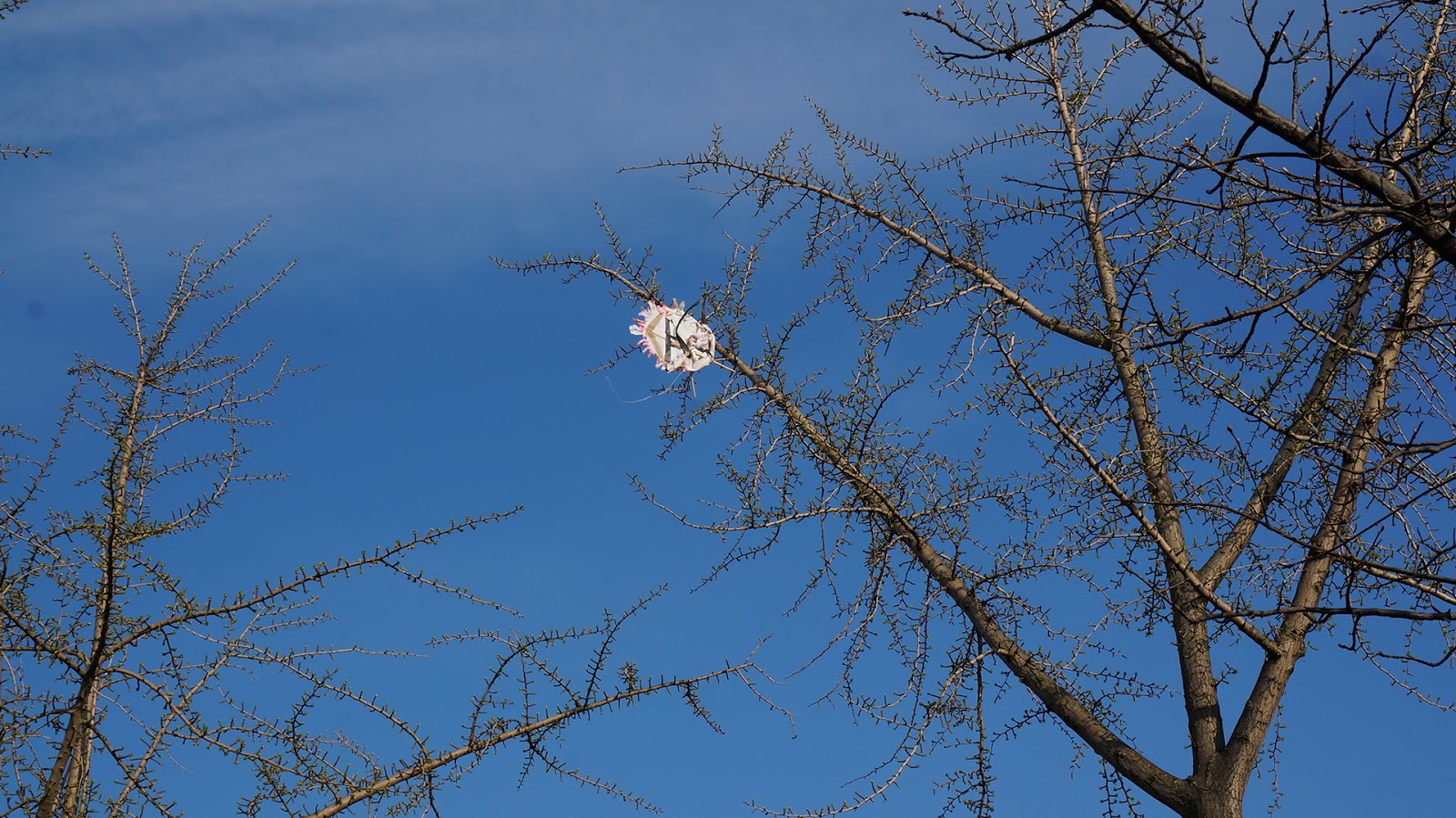 Frankie's Apartment: Kite-Stuck-In-Tree