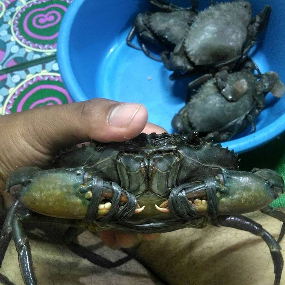 jual beli kepiting bakau jumbo