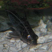 Fishes Images: Armorhead catfish