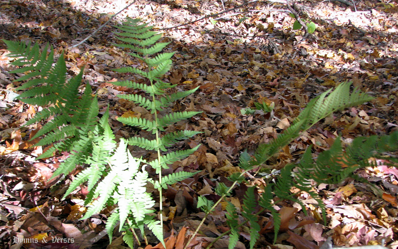 How to Frame a Fern Leaf | Hymns and Verses