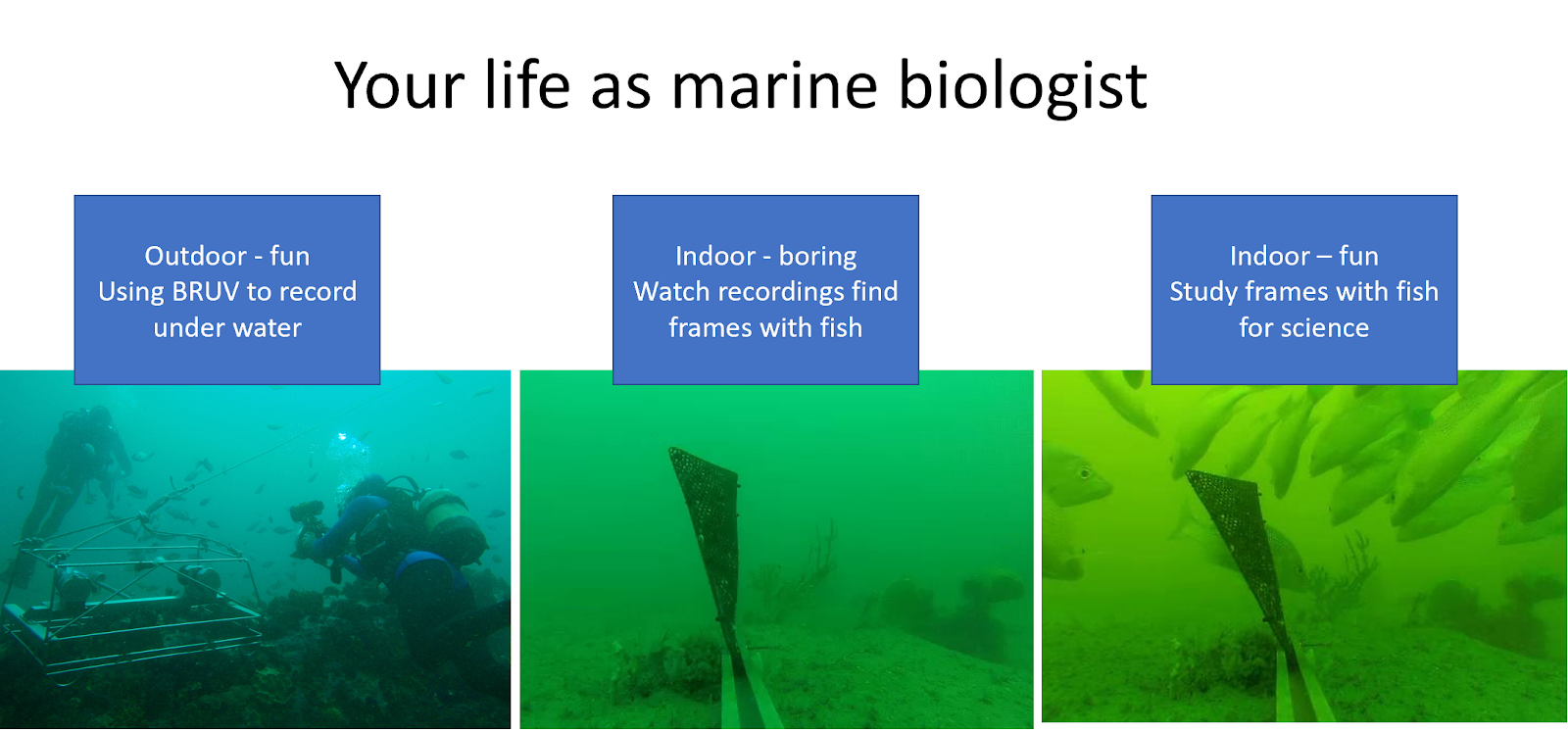 Computer vision fish frame proposal