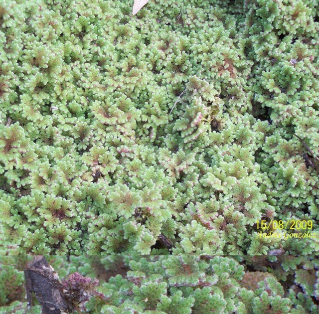 FOTOS DE FLORA NATIVA Y ADVENTICIAS DE URUGUAY : Azolla filiculoides. Salviniaceae